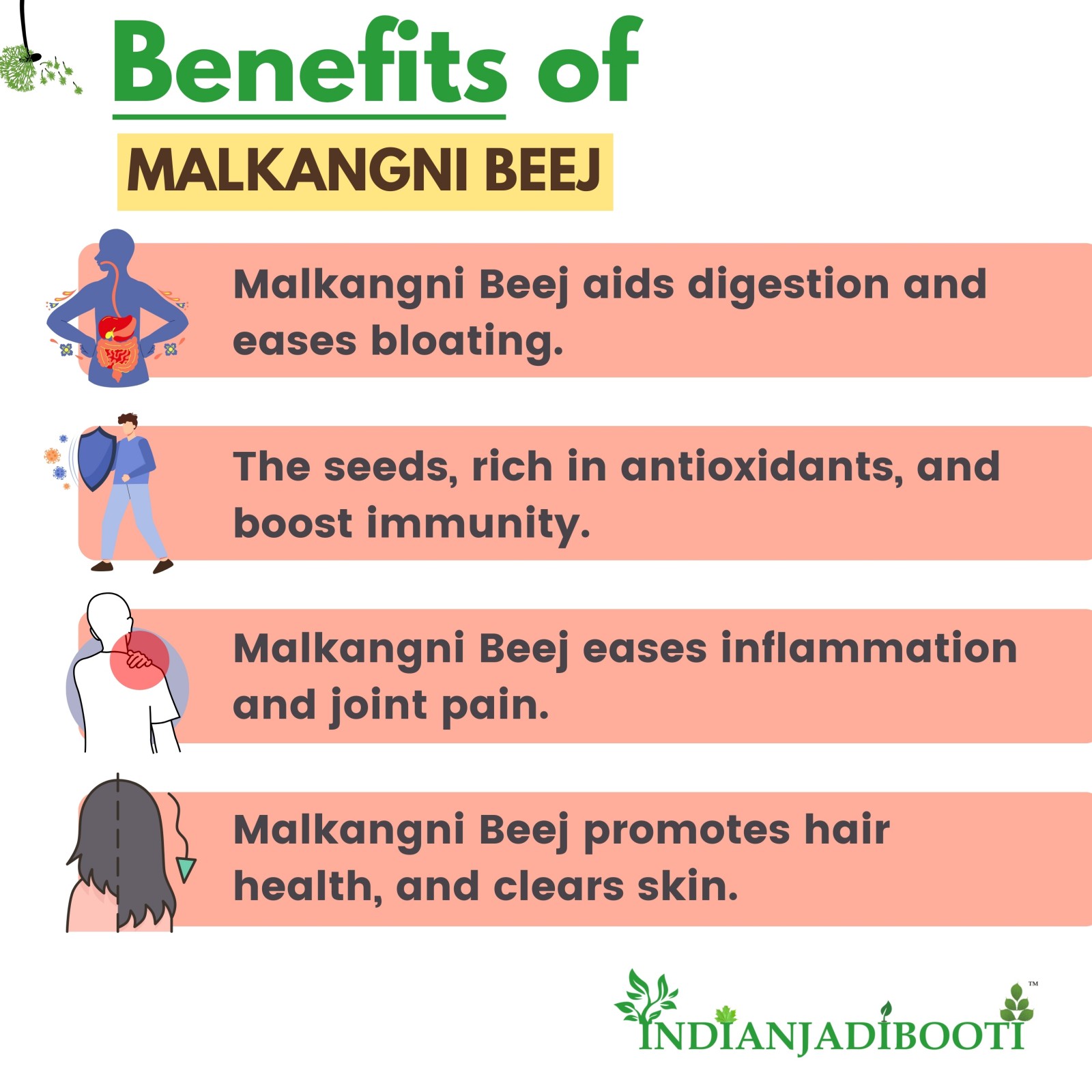 Edible and Medicinal Seeds : Malkangni Beej - Jyotishmati ...