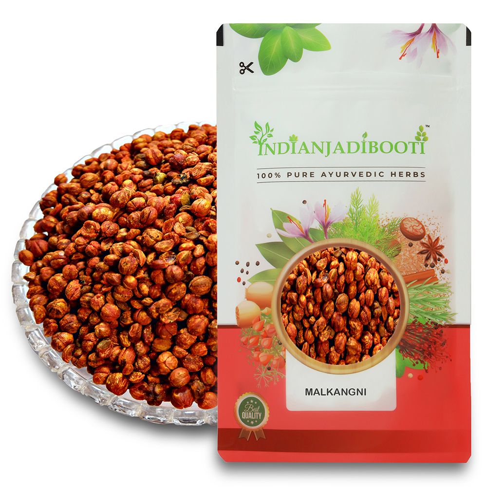 Edible and Medicinal Seeds : Malkangni Beej - Jyotishmati ...